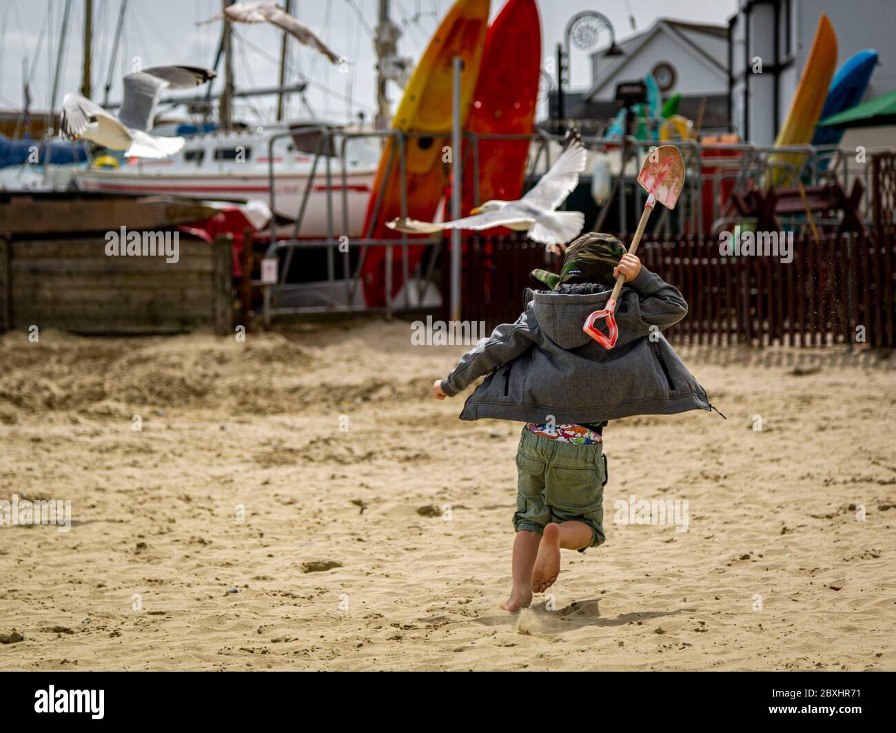 05 June 2020, Lyme Regis, UK. A boy chases off a flock of seagulls on ...