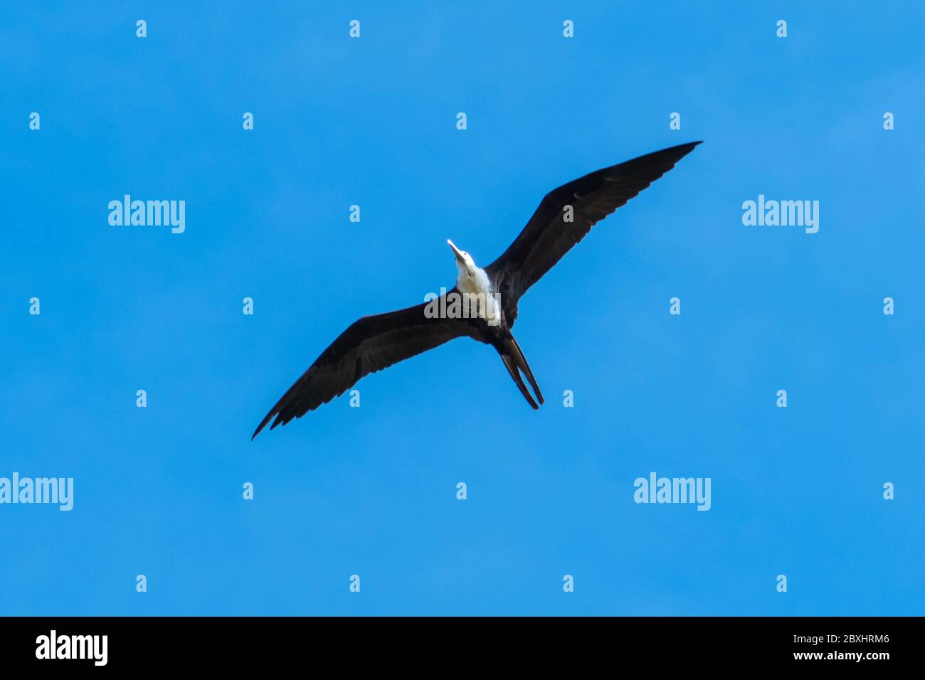Flying frigate bird hi-res stock photography and images - Alamy
