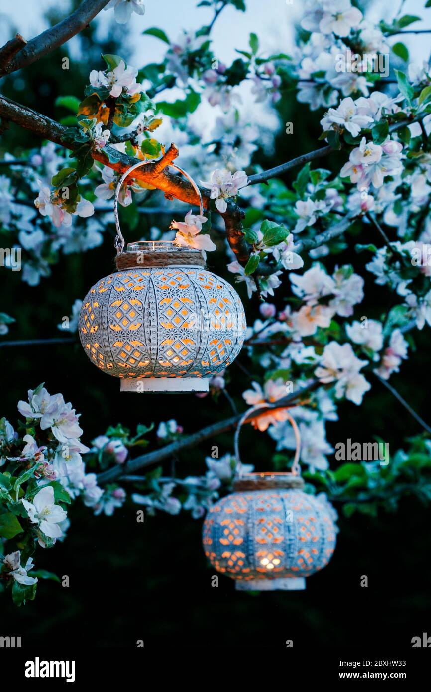 Beautiful white lanterns are hanging on a blooming apple tre branches ...