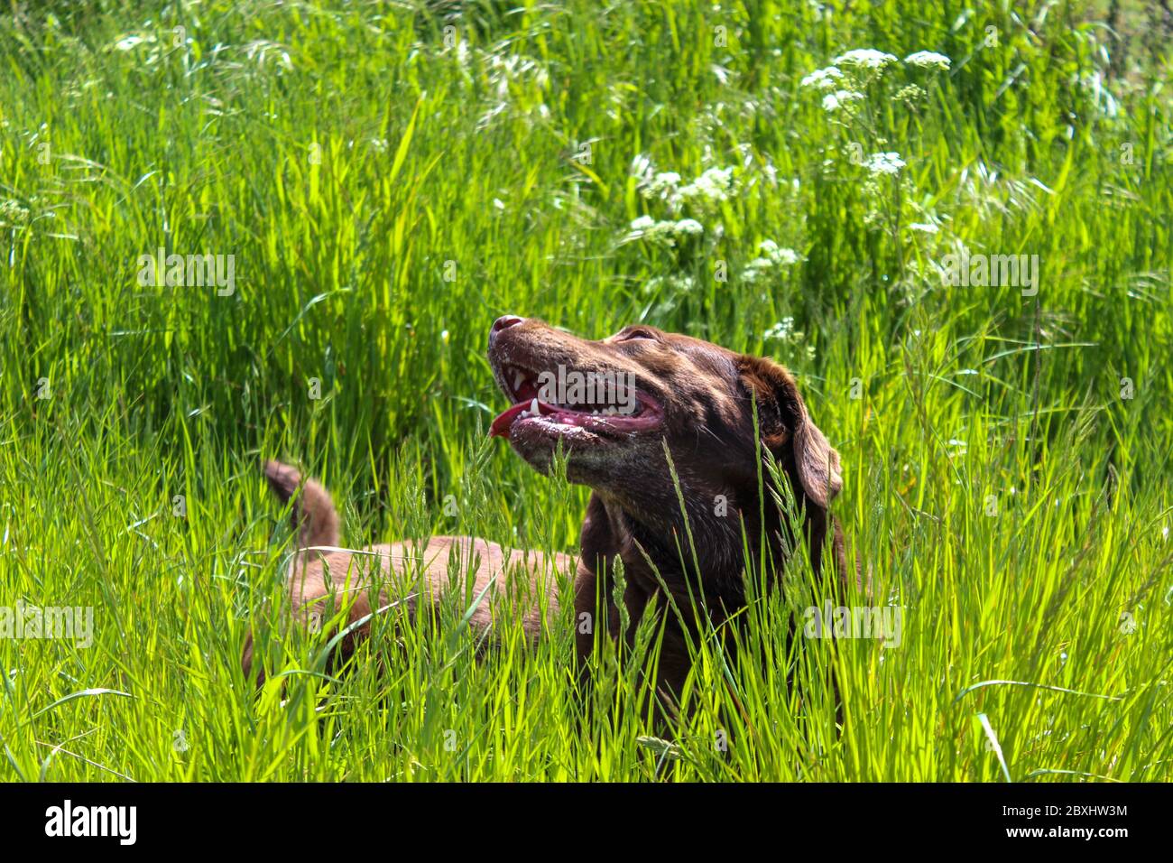 Purebred chocolate lab hi-res stock photography and images - Alamy
