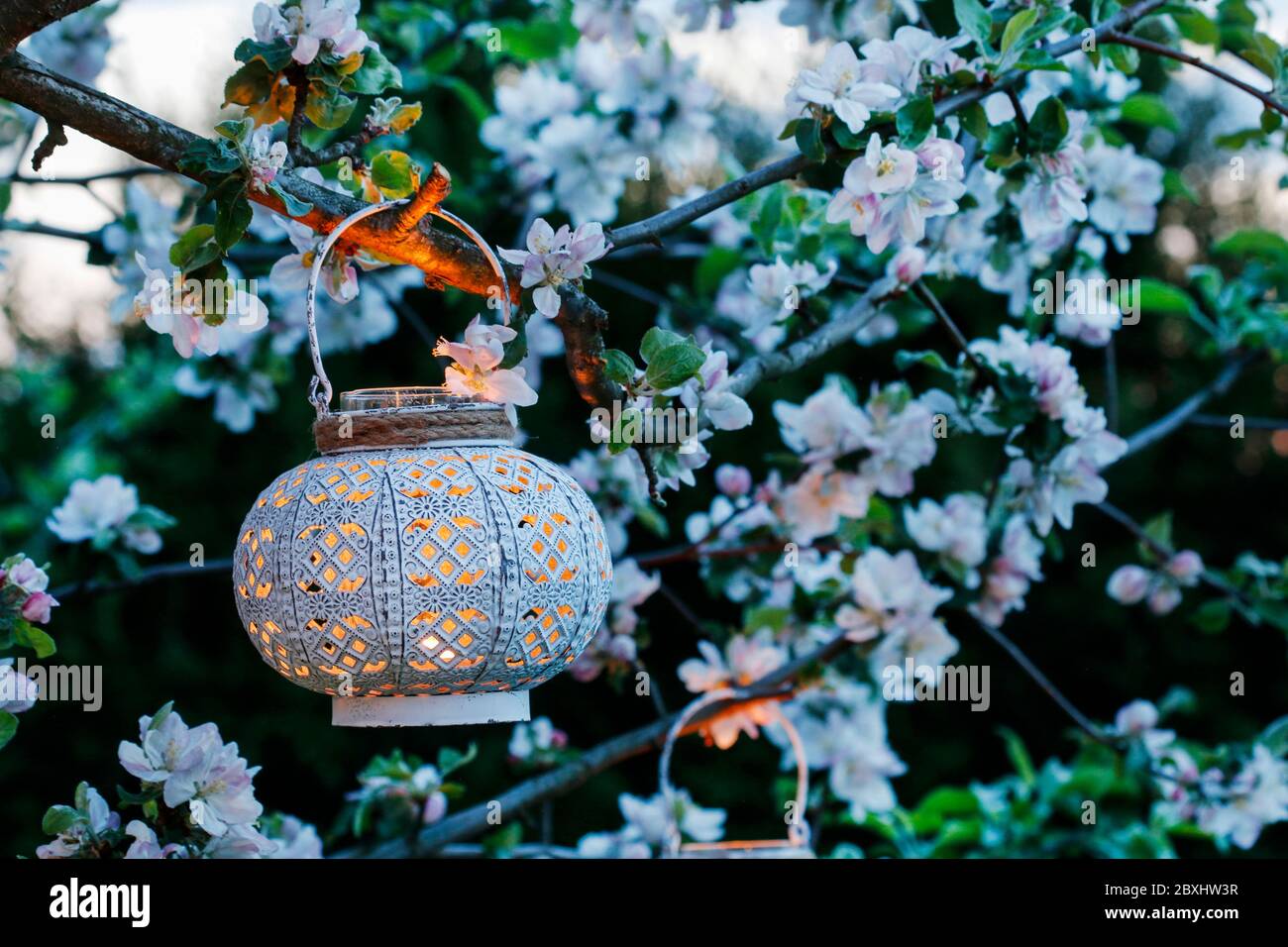 Beautiful white lanterns are hanging on a blooming apple tre branches ...