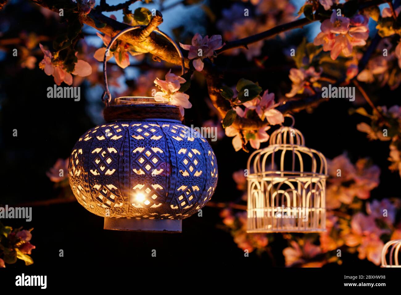 Beautiful white lanterns are hanging on a blooming apple tre branches ...