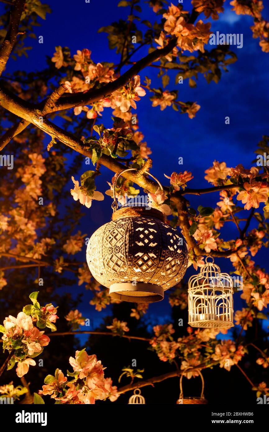 Beautiful white lanterns are hanging on a blooming apple tre branches ...