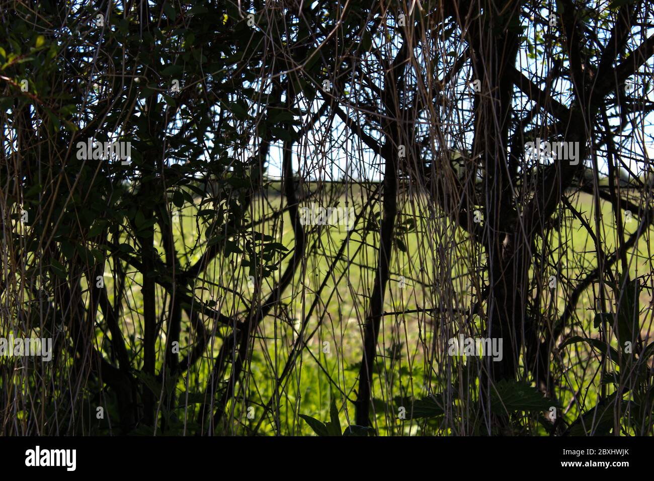 Sunny view through a hedge hi-res stock photography and images - Alamy