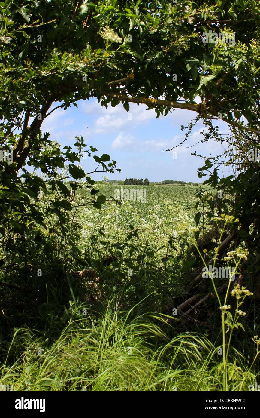 A beautiful perfect capture of the English countryside looking through ...