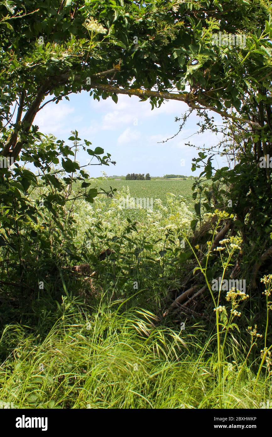 A beautiful perfect capture of the English countryside looking through ...
