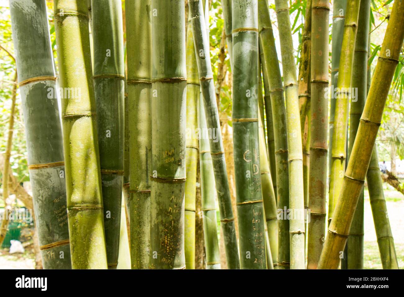 Bamboo hollow stems hi-res stock photography and images - Alamy