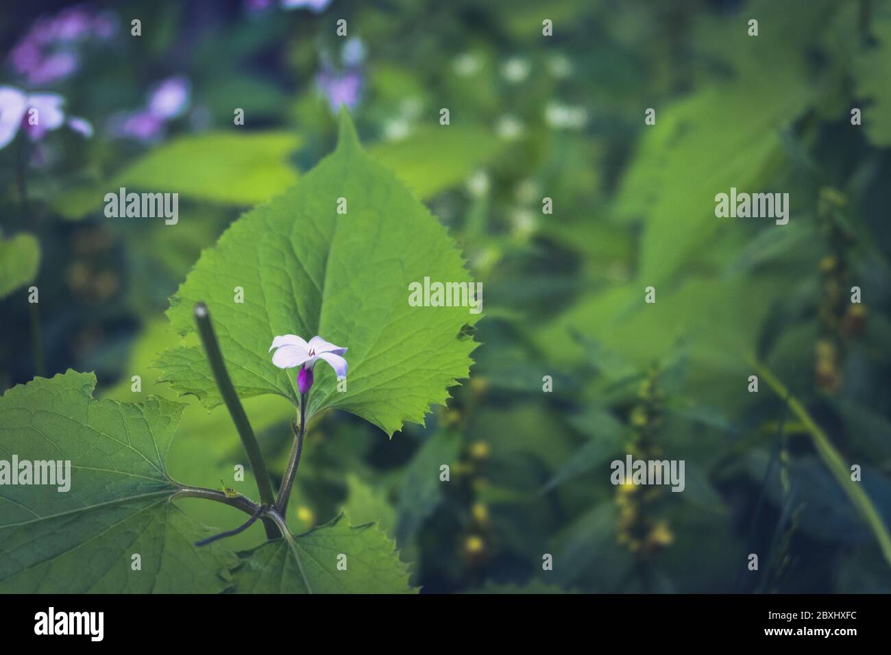 Flowers in detail hi-res stock photography and images - Alamy