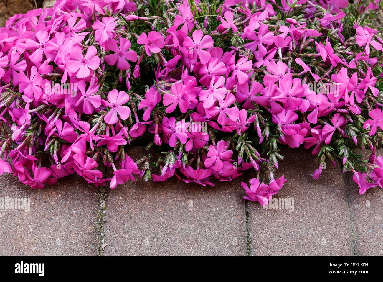 Cheddar pink (dianthus gratianopolitanus) flowers in the garden Stock ...