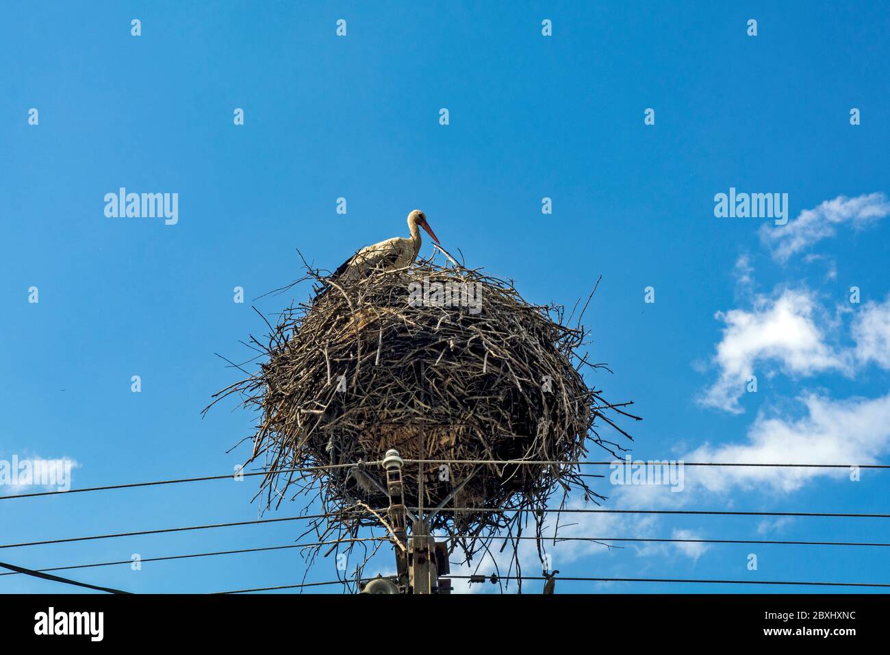 Stork above the pillars of the electric light and power conductors ...