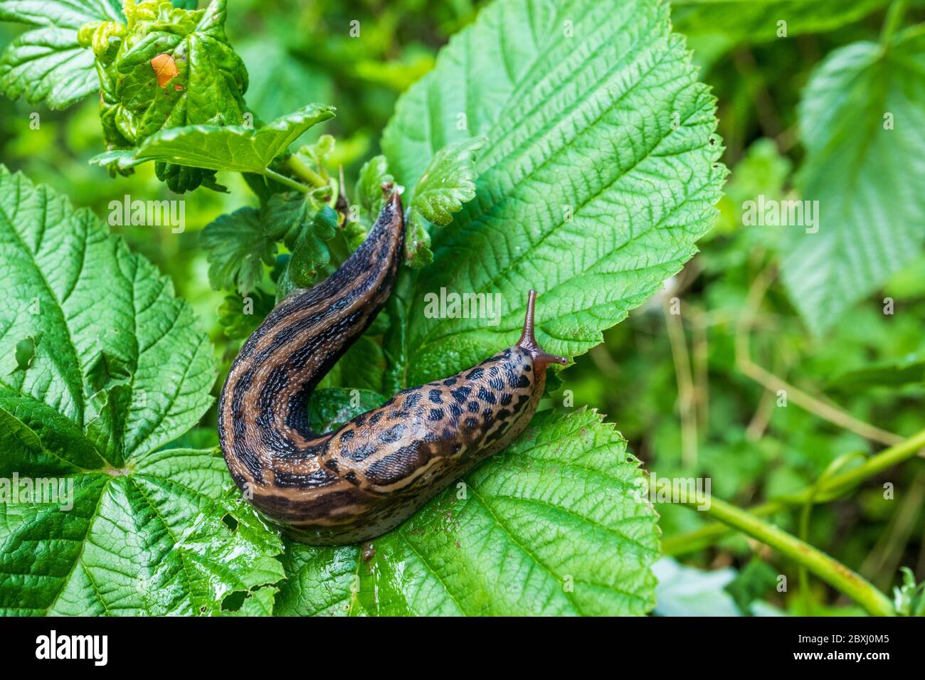 Slug on a green leaf, garden pests Stock Photo - Alamy