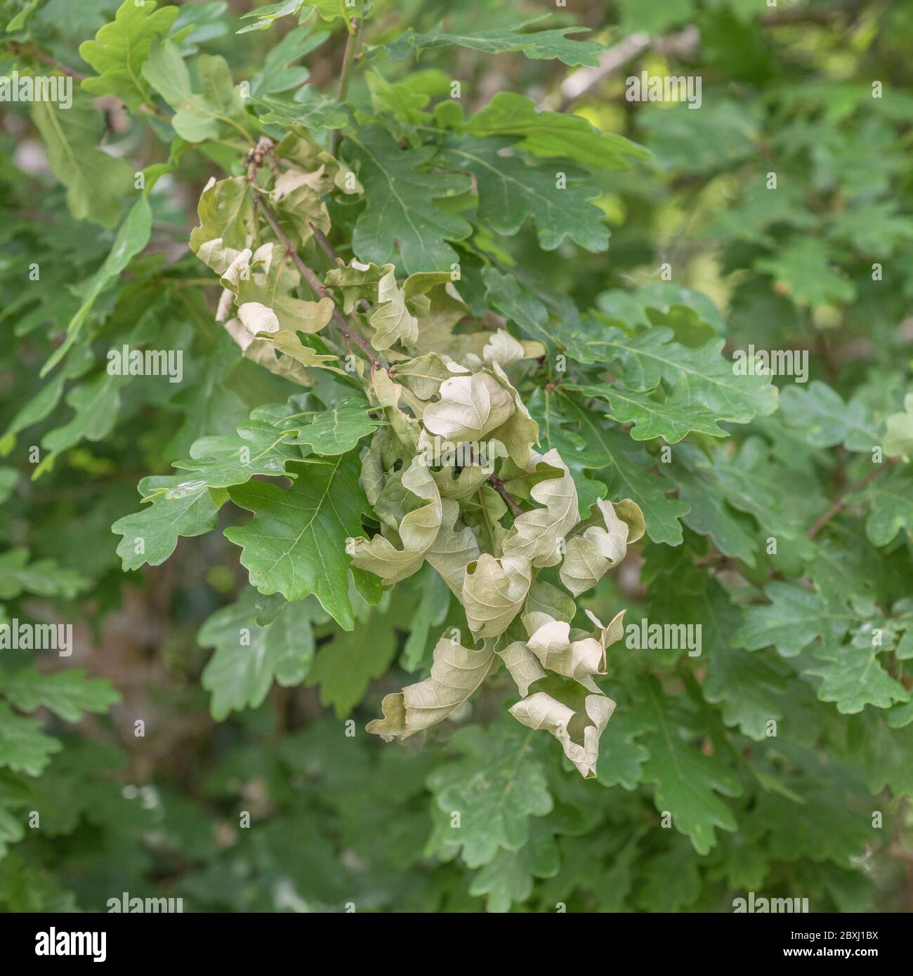 Dying cluster of oak leaves (believed to belong to Quercus robur ...