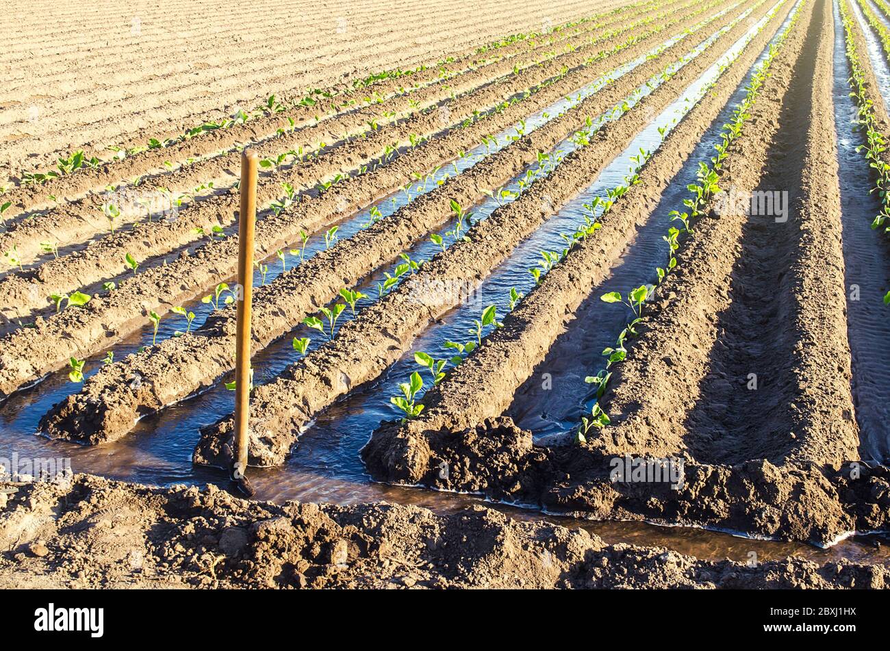 Watering the plantation of young eggplant seedlings through irrigation ...