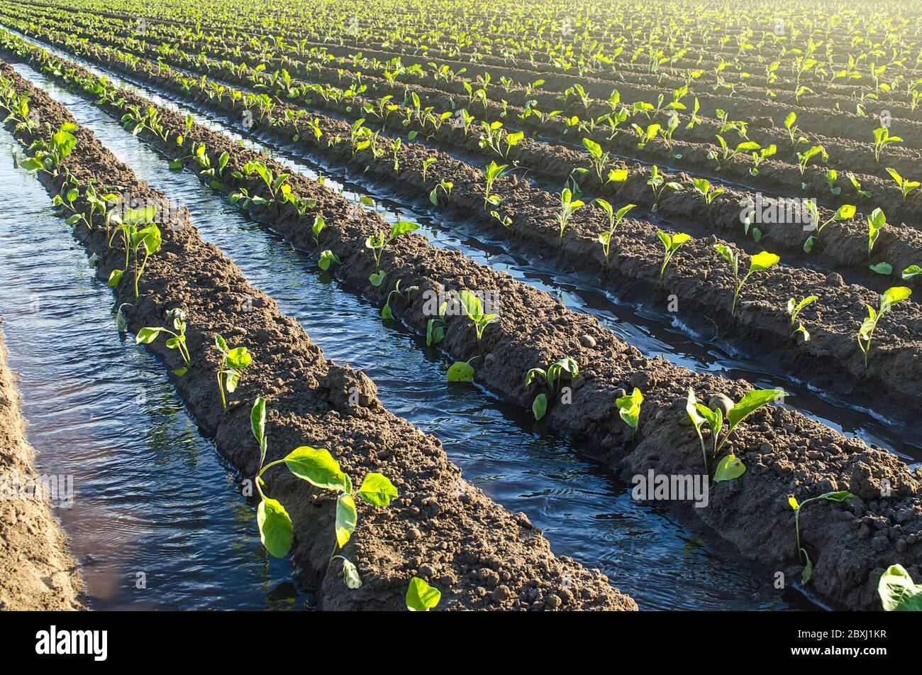Caring plants watering small seedlings hi-res stock photography and ...