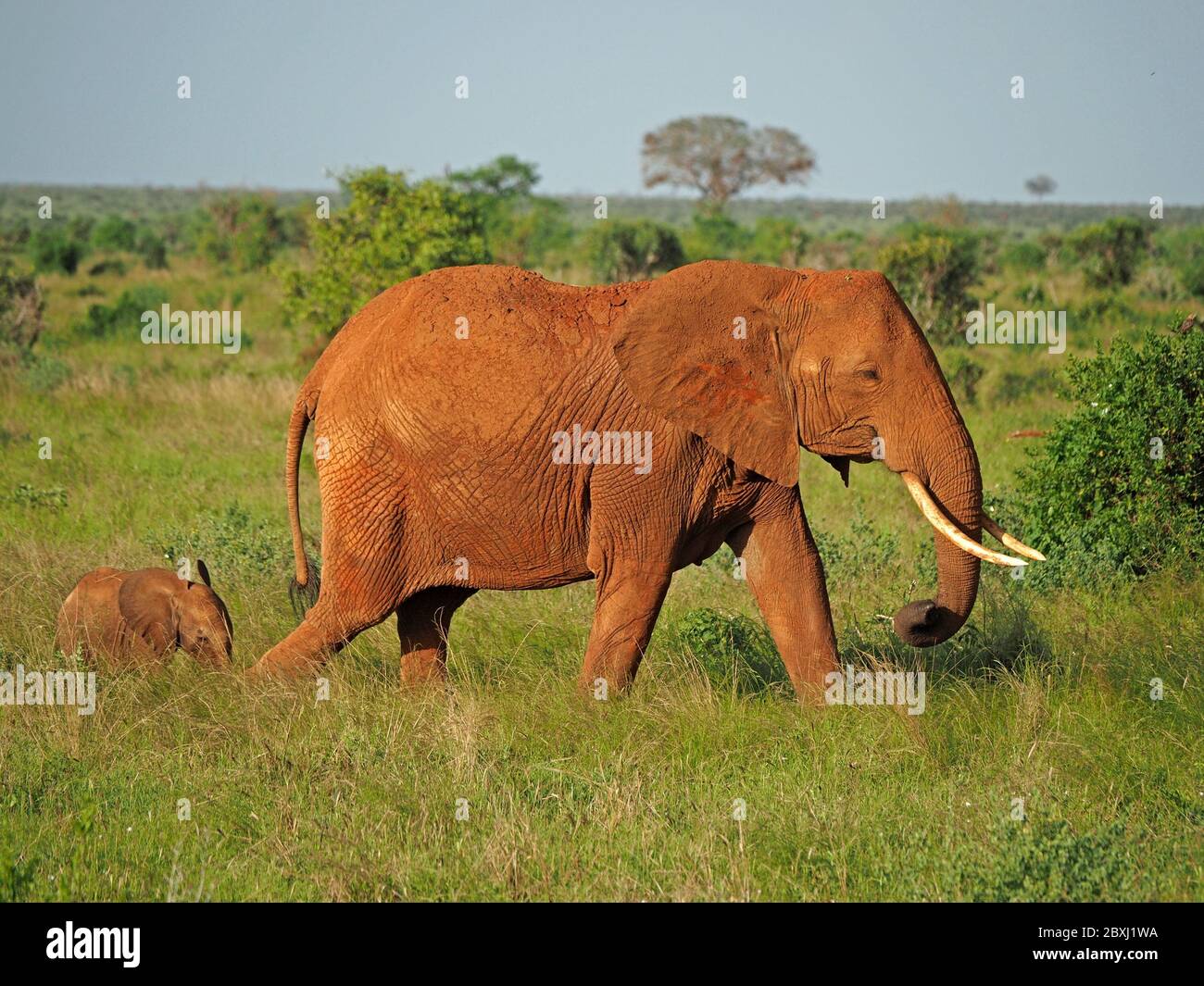 female (cow) African elephant (Loxodonta africana) with tiny baby (calf ...