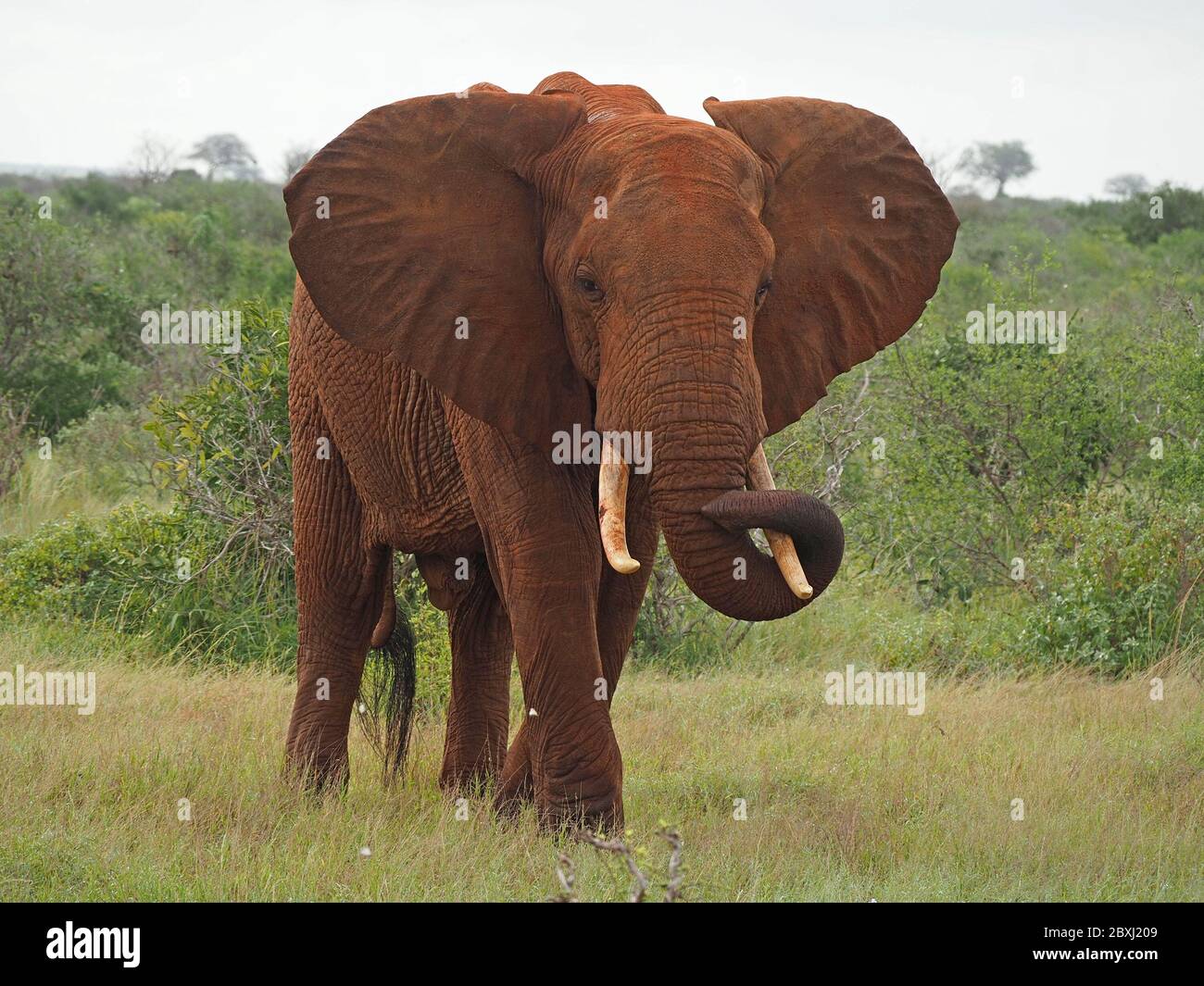 Elephant waving its trunk hi-res stock photography and images - Alamy