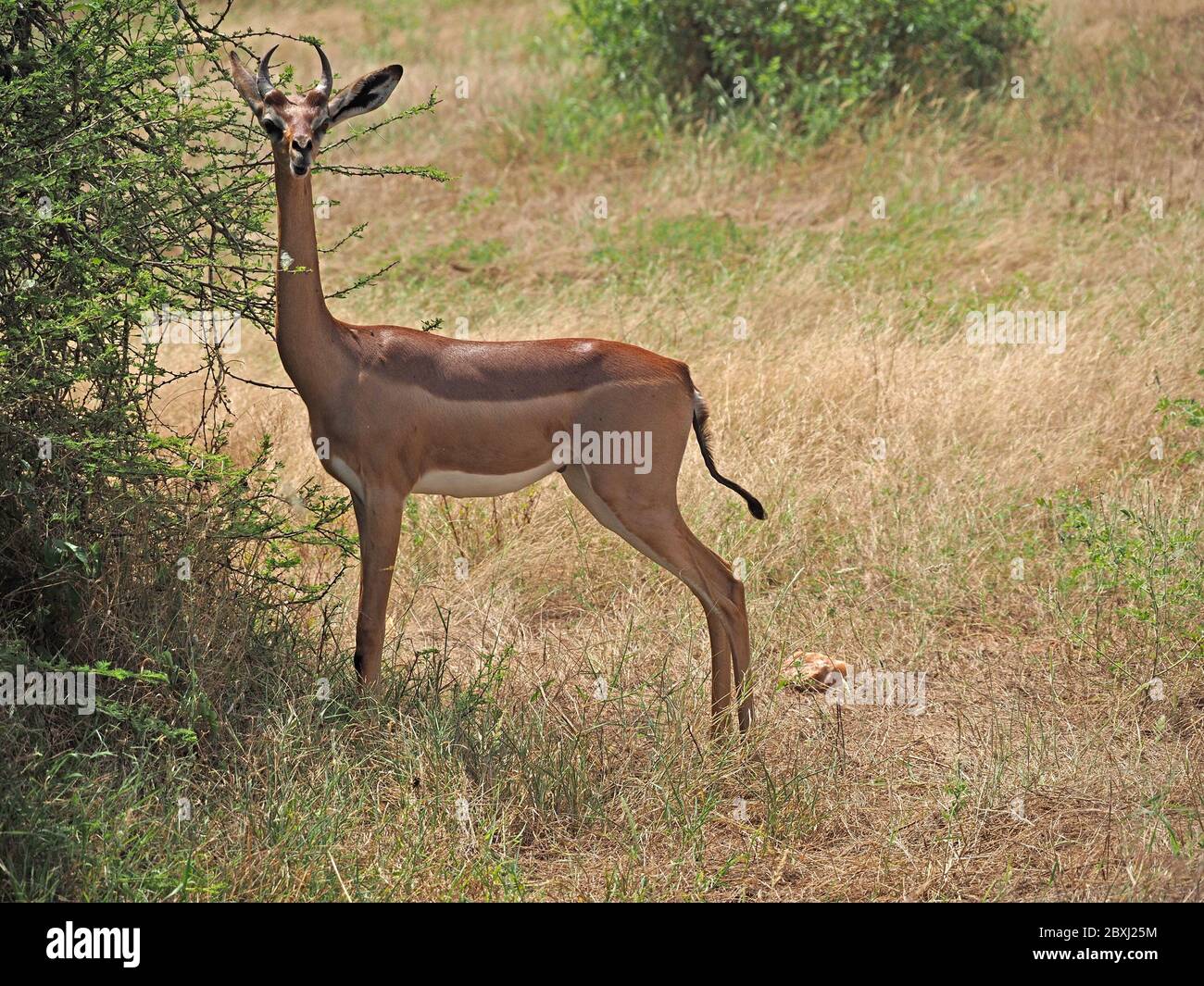 male Gerenuk antelope or giraffe gazelle (Litocranius walleri) with ...