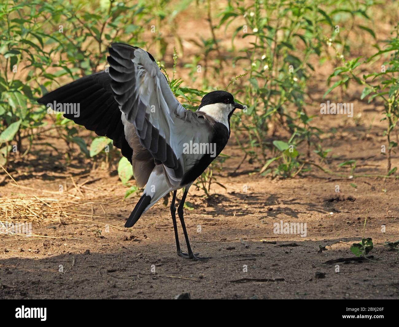 Spur-winged Lapwing aka Spur-winged Plover (Vanellus spinosus ...