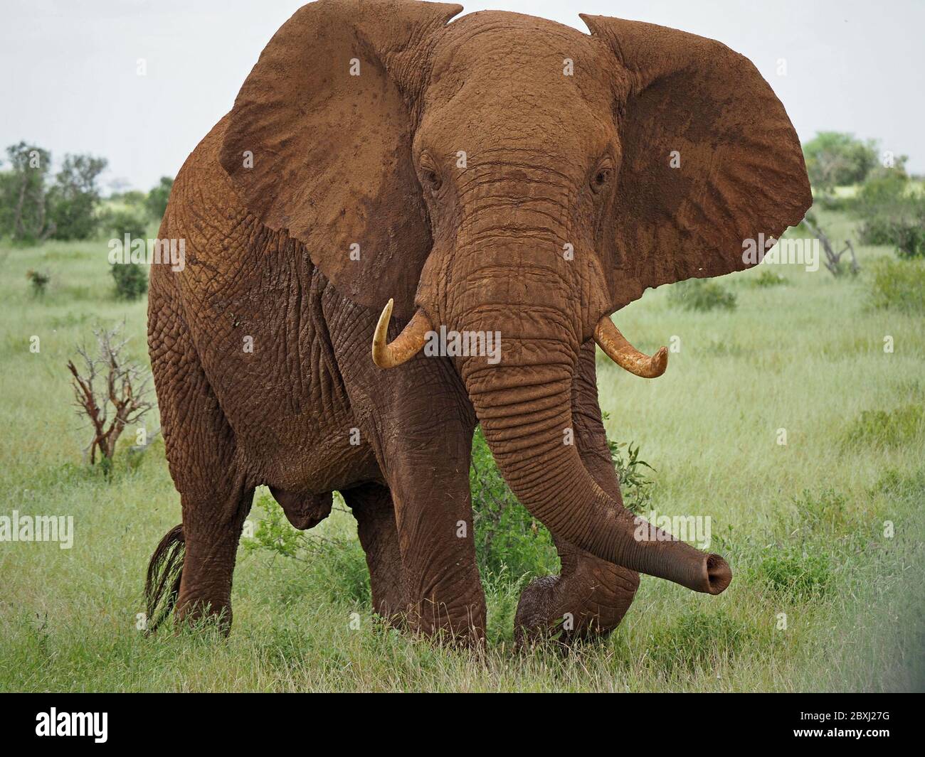 Elephant waving its trunk hi-res stock photography and images - Alamy
