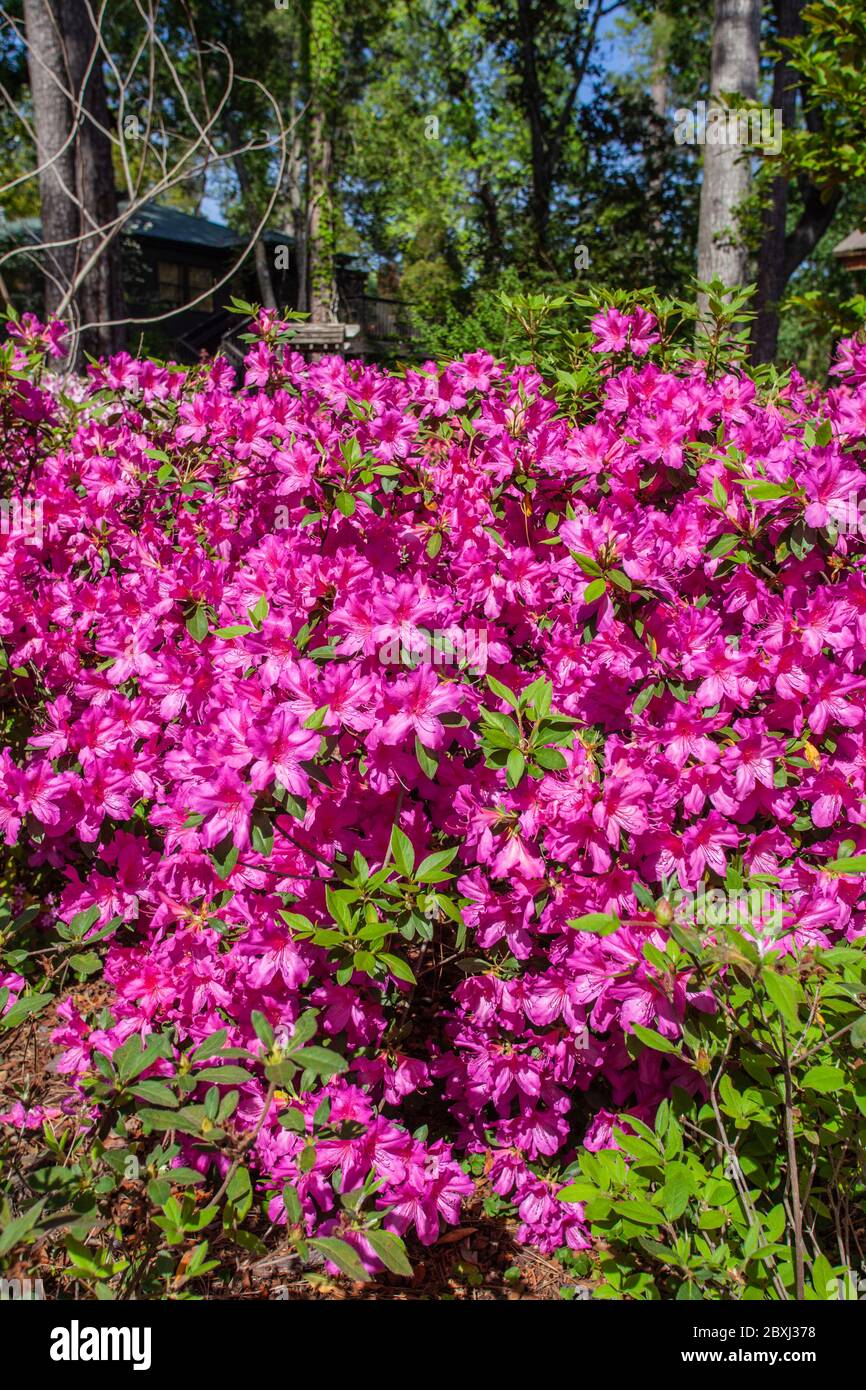 Azaleas, Rhodendron x ENCORE 'AUTUMN ROYALTY', at Mercer Arboretum and ...
