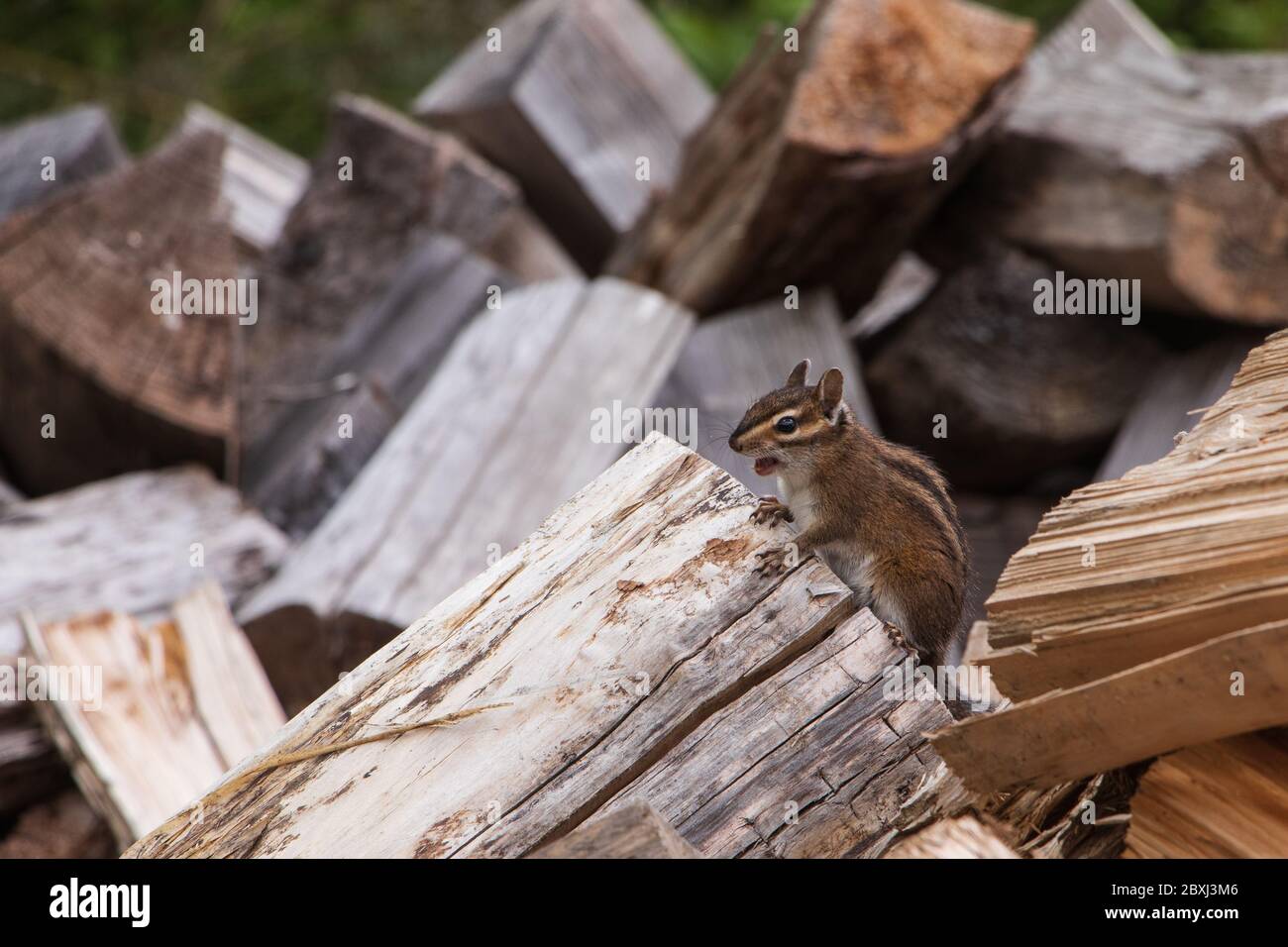 A chipmunk 'chirping' at the photographer from it's perch in the ...