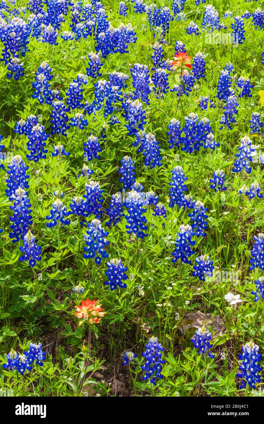 Bluebonnet Lupine High Resolution Stock Photography and Images - Alamy