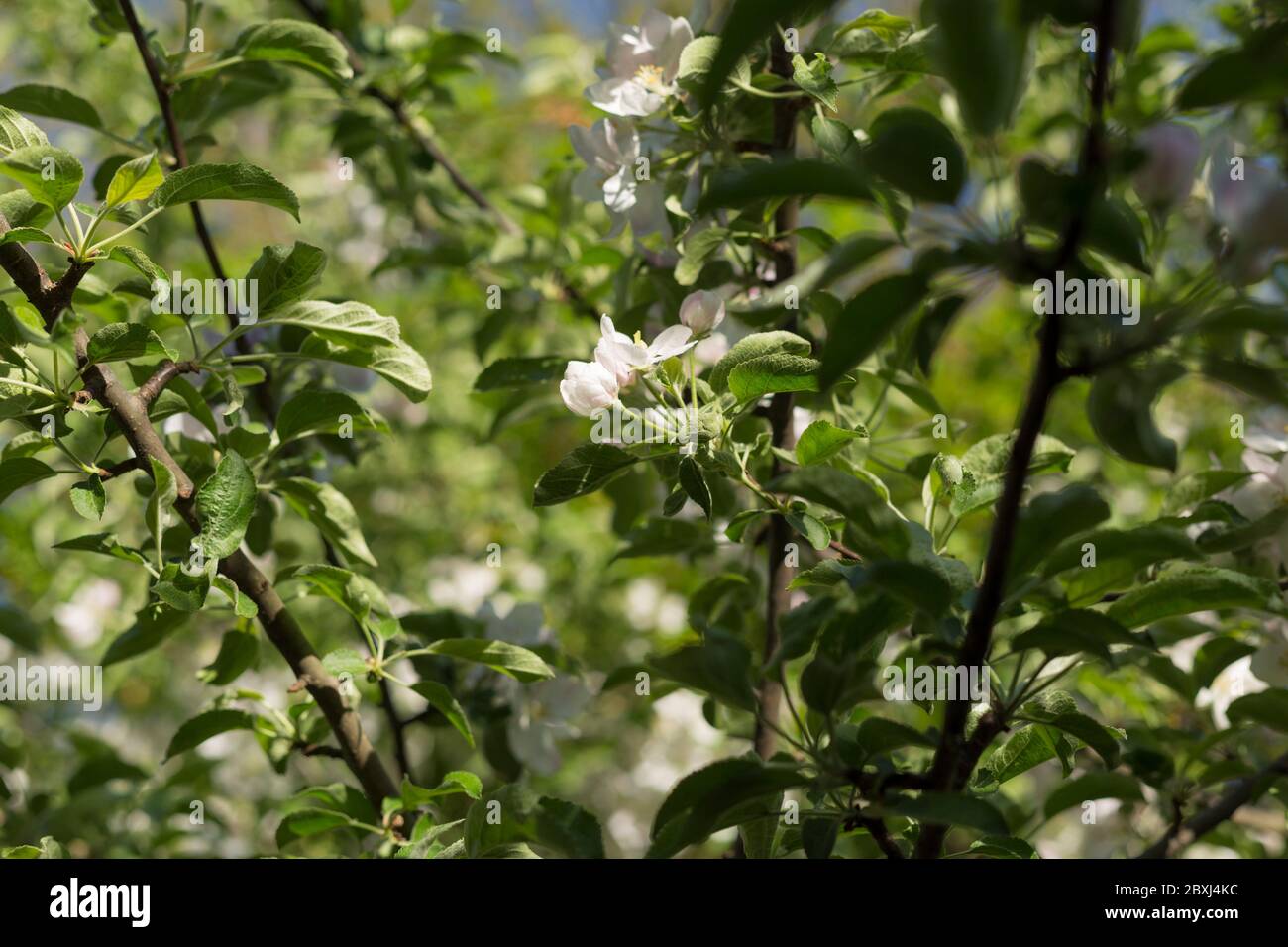 Toronto Ontario outdoor garden apple tree pollinated by bumble bees in ...