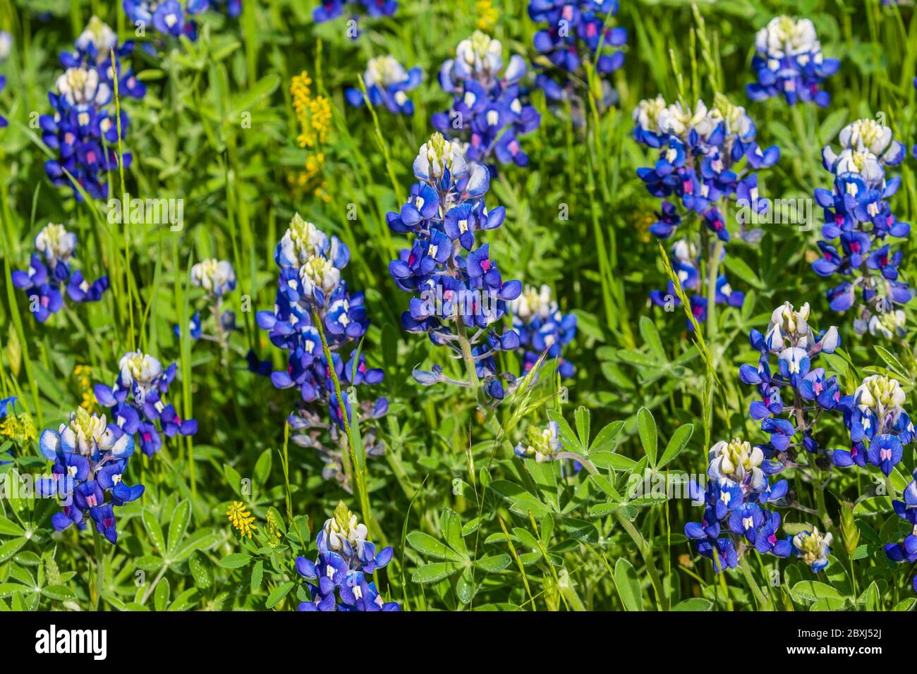 Bluebonnet Lupine High Resolution Stock Photography and Images - Alamy