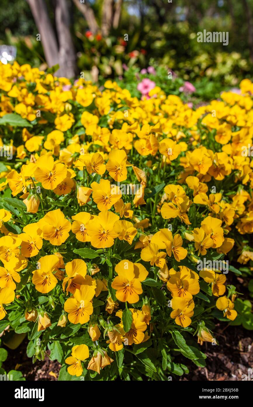 Violet sorbet yellow delight hi-res stock photography and images - Alamy