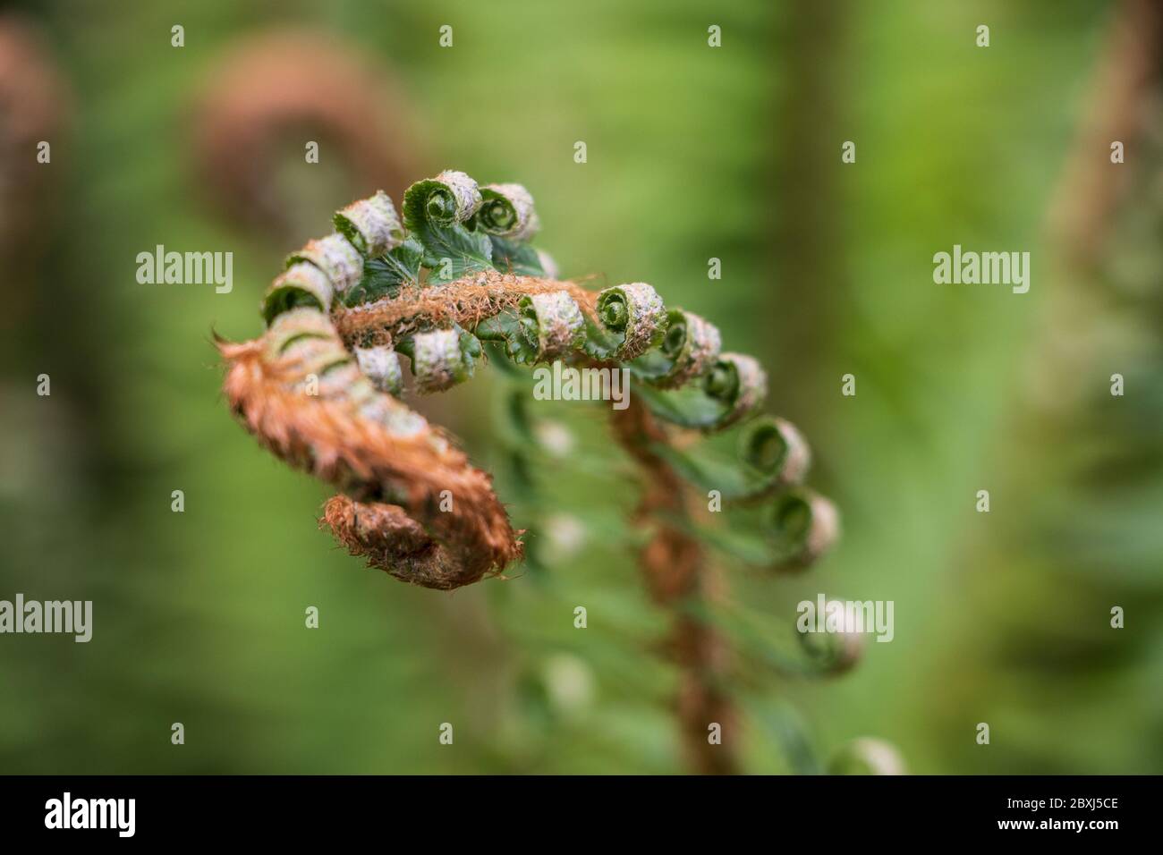 Fern fiddlehead hi-res stock photography and images - Alamy