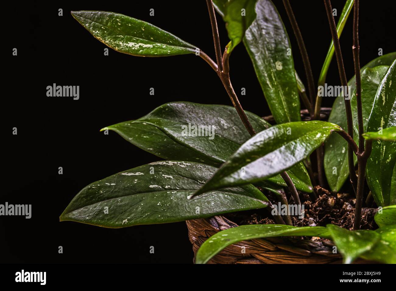 Wax plant (hoya pubicalyx) - variegated foliage on a black background ...