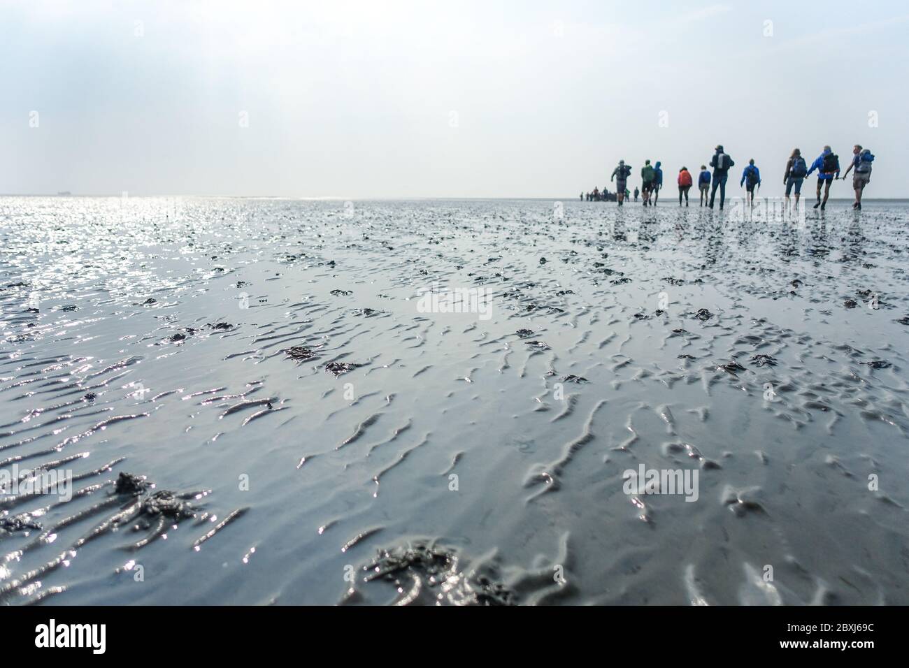Mudflat hiking (Wadlopen, Wattwandern, Vadehavsvandring) between ...