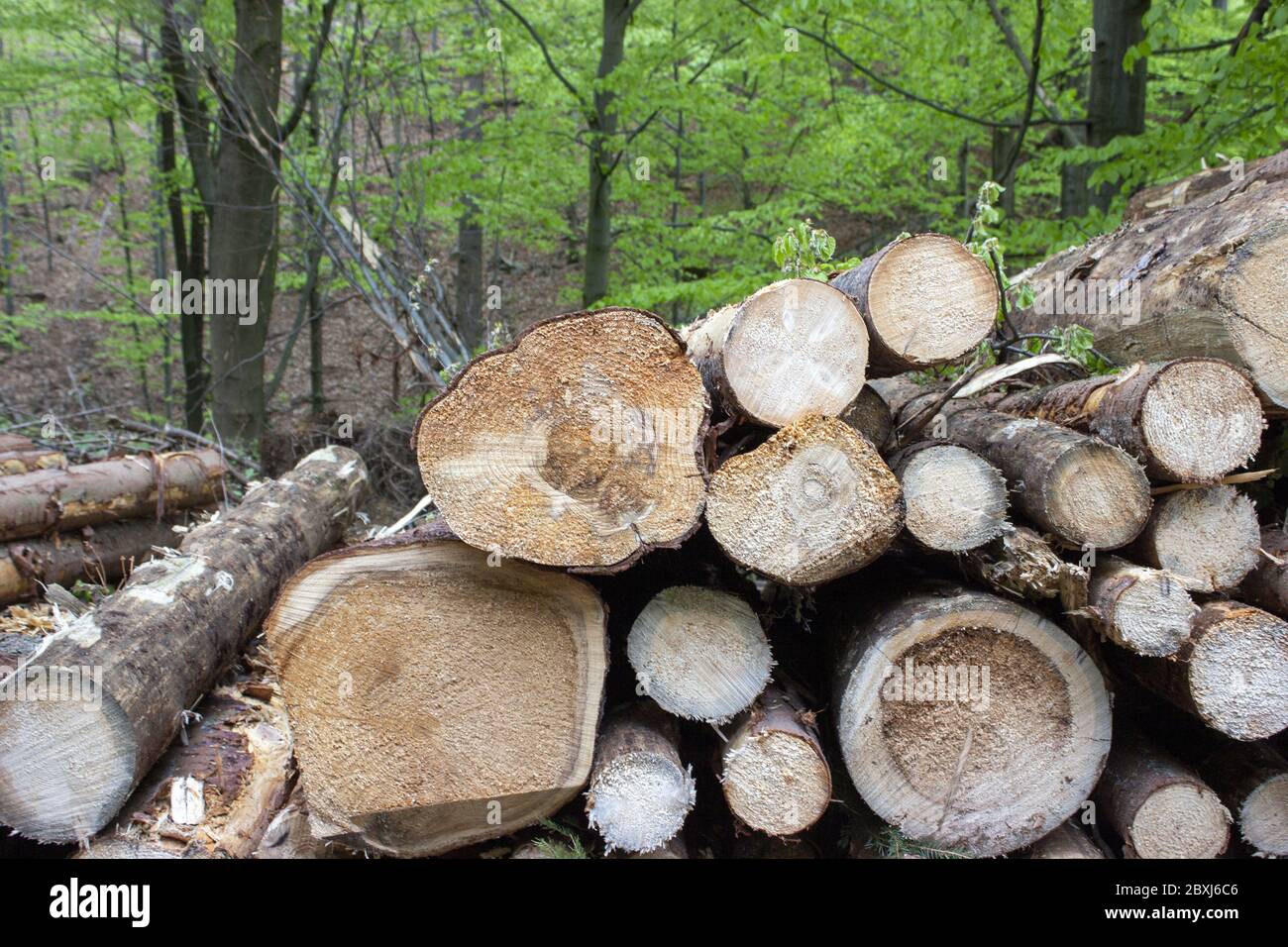 Cutting tall tree hi-res stock photography and images - Alamy