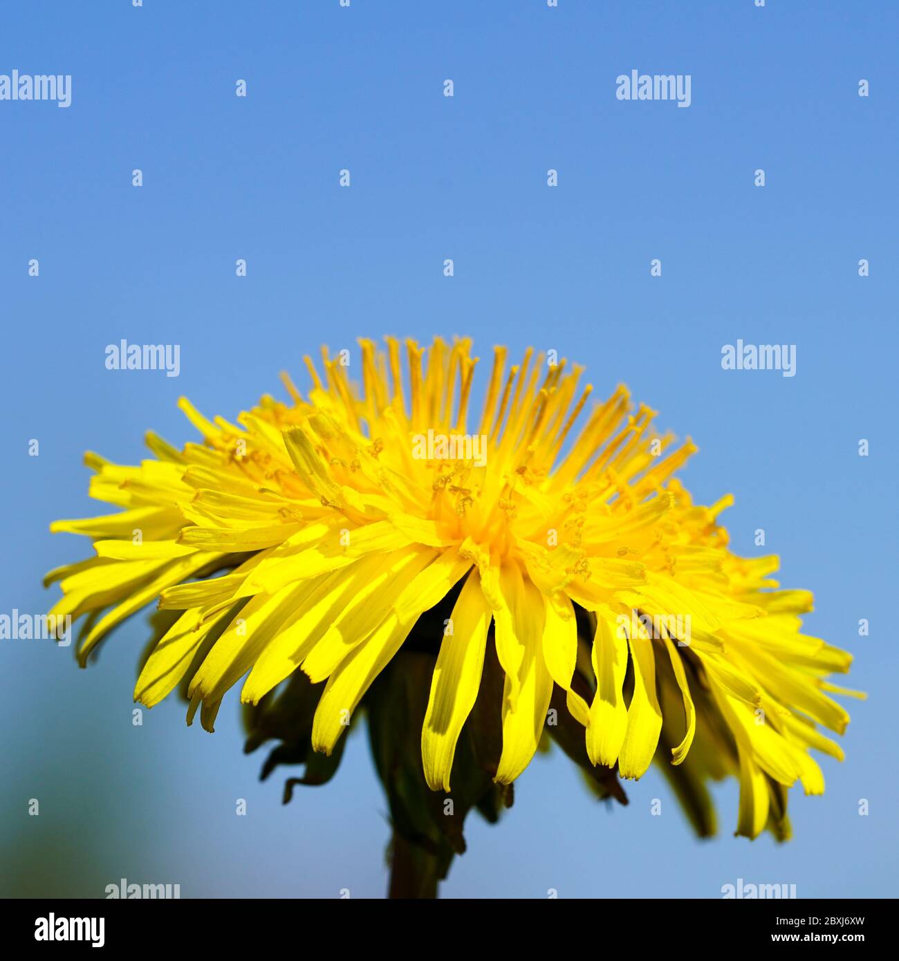 bright yellow dandelion closeup, blue background with copy space Stock ...