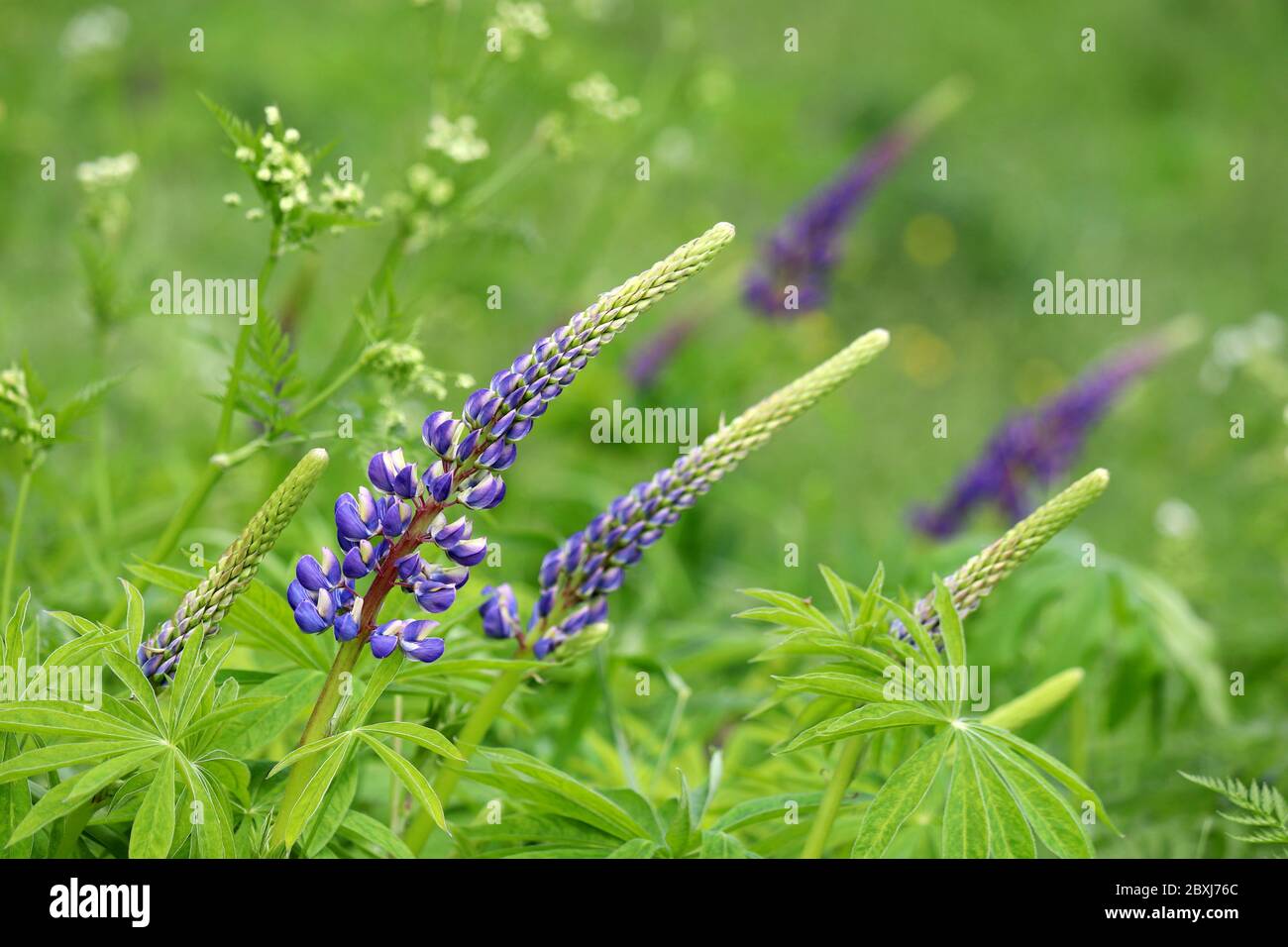 Lupin field hi-res stock photography and images - Alamy