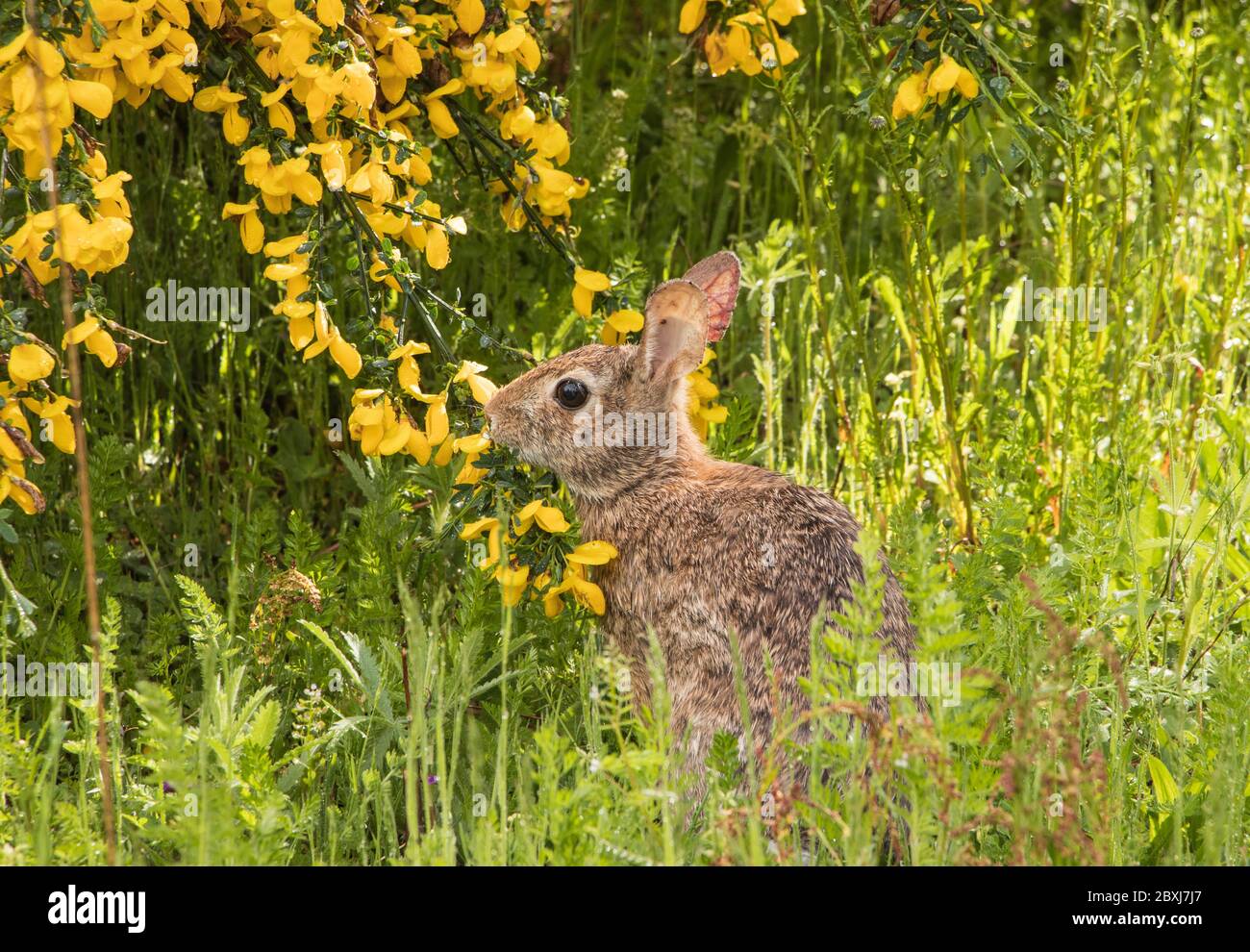 Eastern cottontail rabbit munching on grasses among yellow Scotch Broom ...