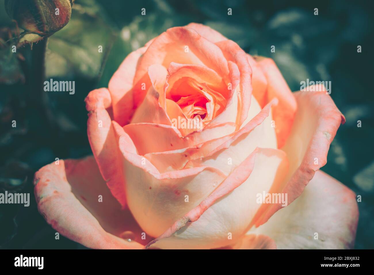 Closed Up Rose Flower Background; Nature Background; Vintage style ...