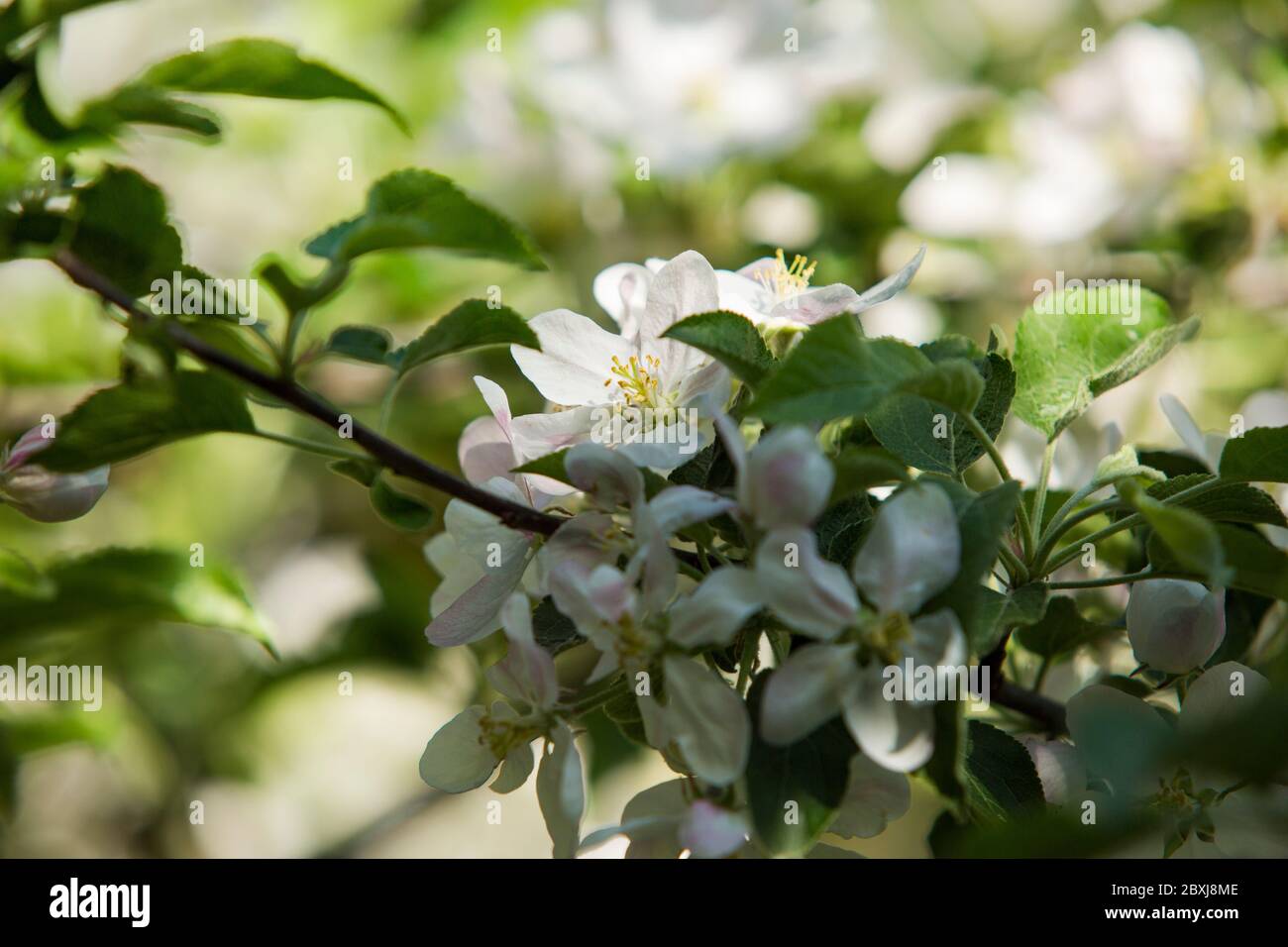 Toronto plants tree sapling hi-res stock photography and images - Alamy