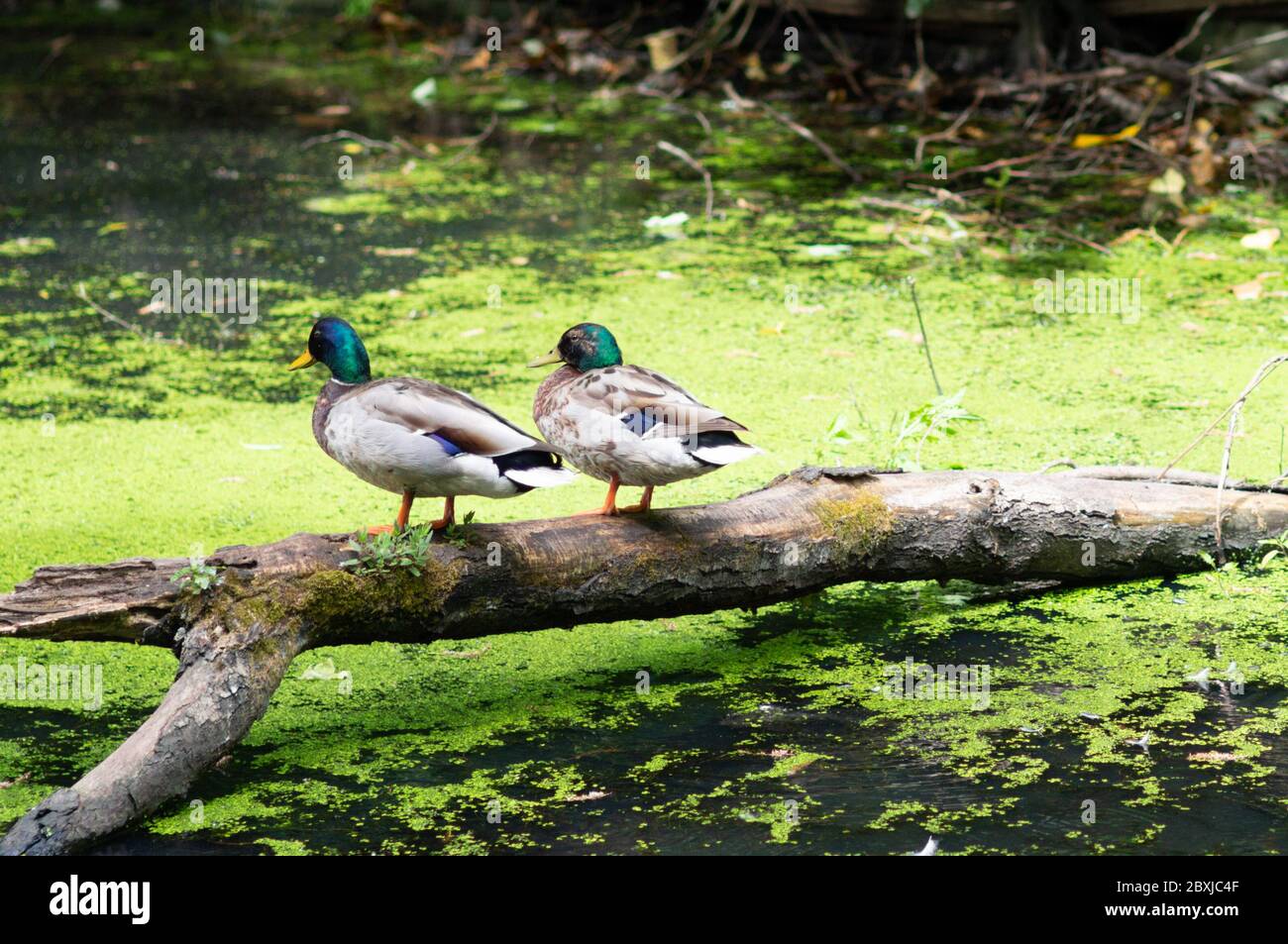 Two male mallard ducks or drakes on a fallen tree branch over a canal ...