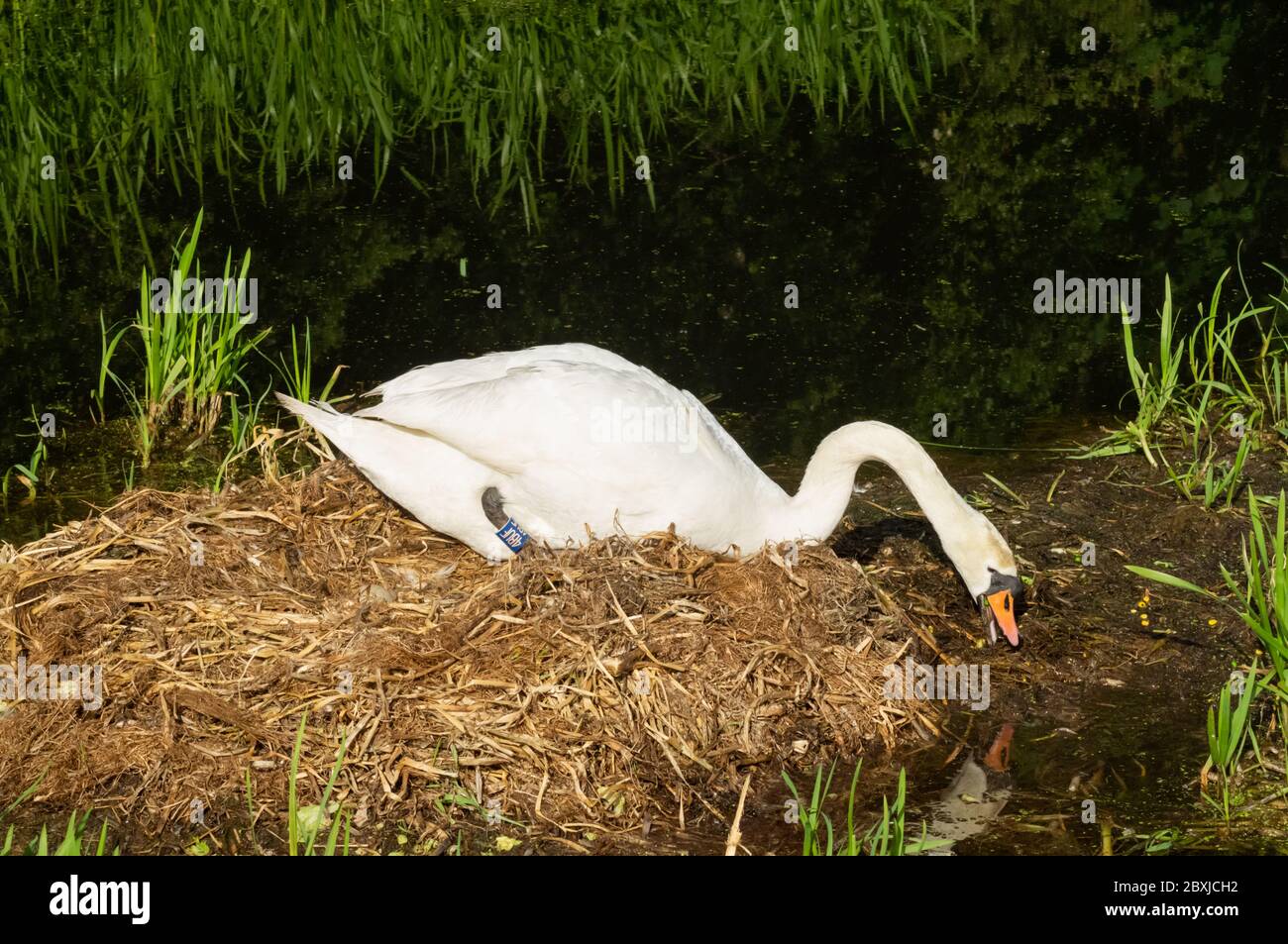 Swan feeding from nest hi-res stock photography and images - Alamy
