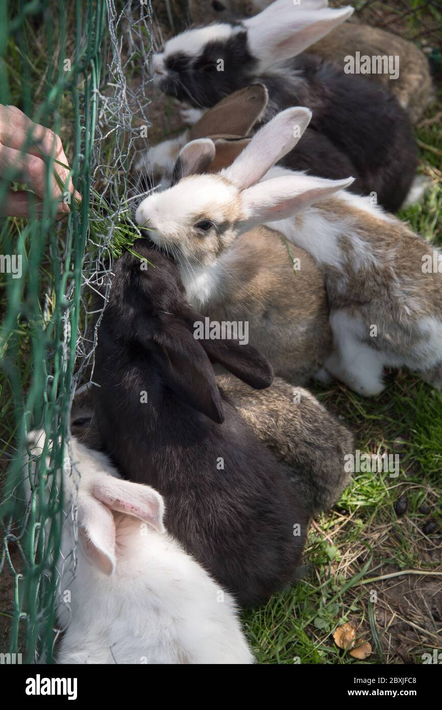 Rabbits. May 28th 2020 © Wojciech Strozyk / Alamy Stock Photo Stock ...