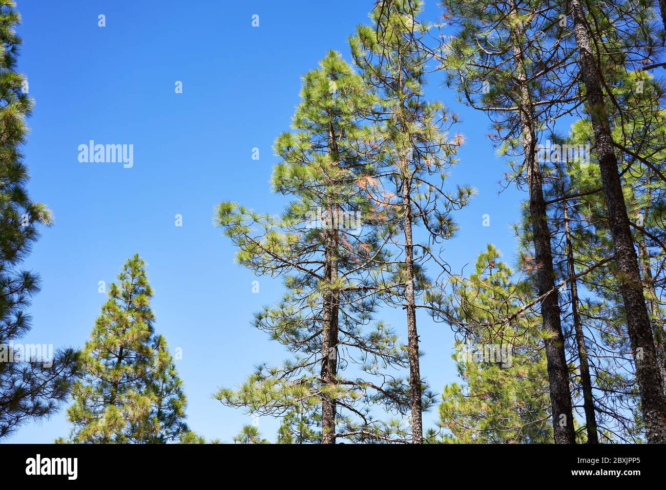 Beautiful trees landscape Stock Photo - Alamy