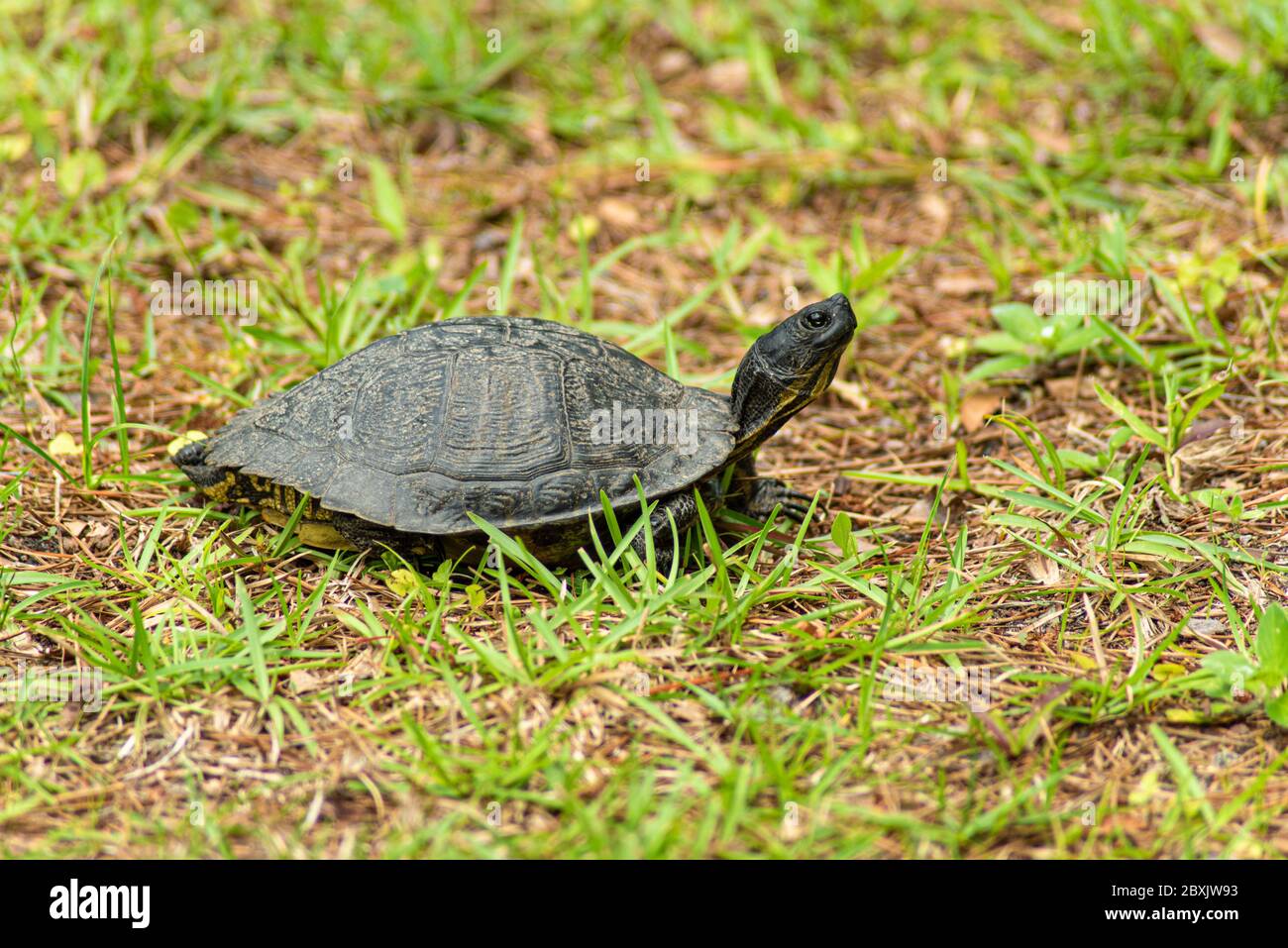 Yellow bellied slider turtle hi-res stock photography and images - Alamy