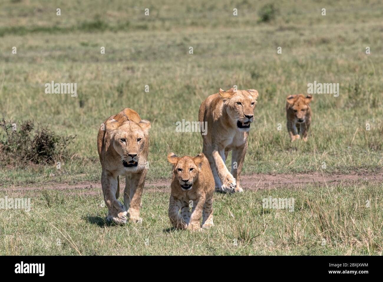 Lion moving in grass hi-res stock photography and images - Alamy