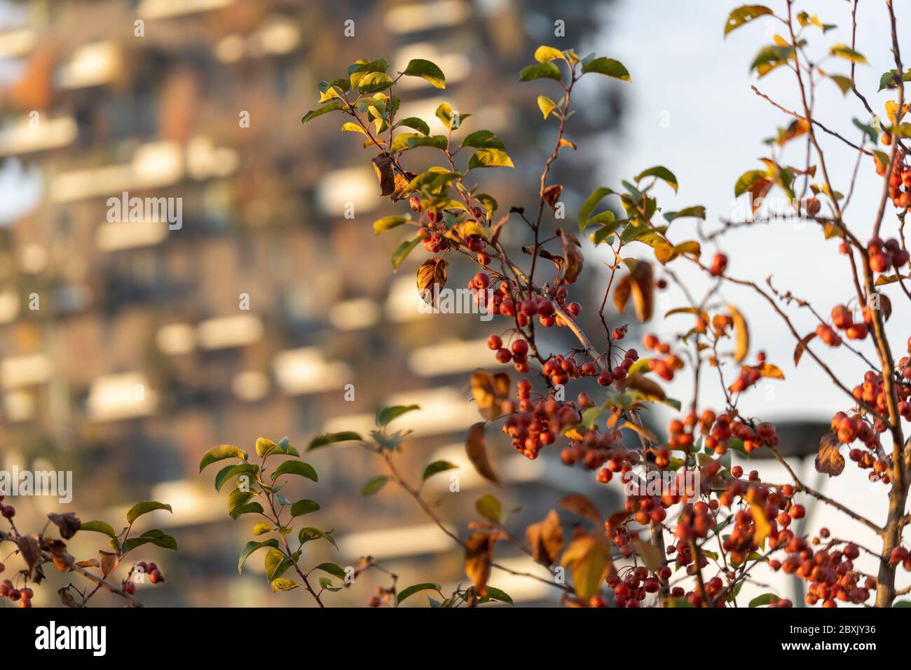 Milan, Lombardy, Italy: the moden park known as Biblioteca degli Alberi ...