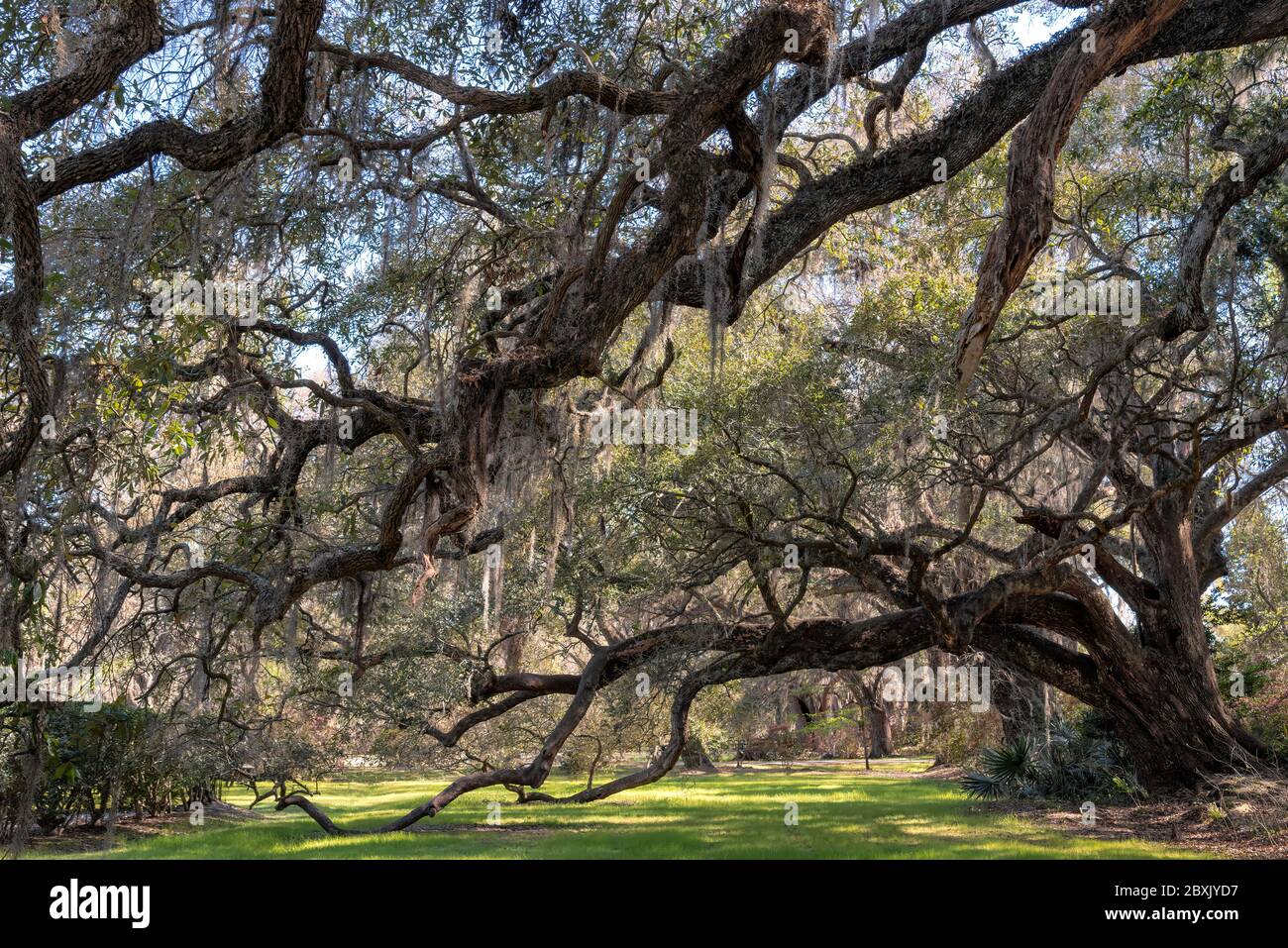 Touching the canopy hi-res stock photography and images - Alamy