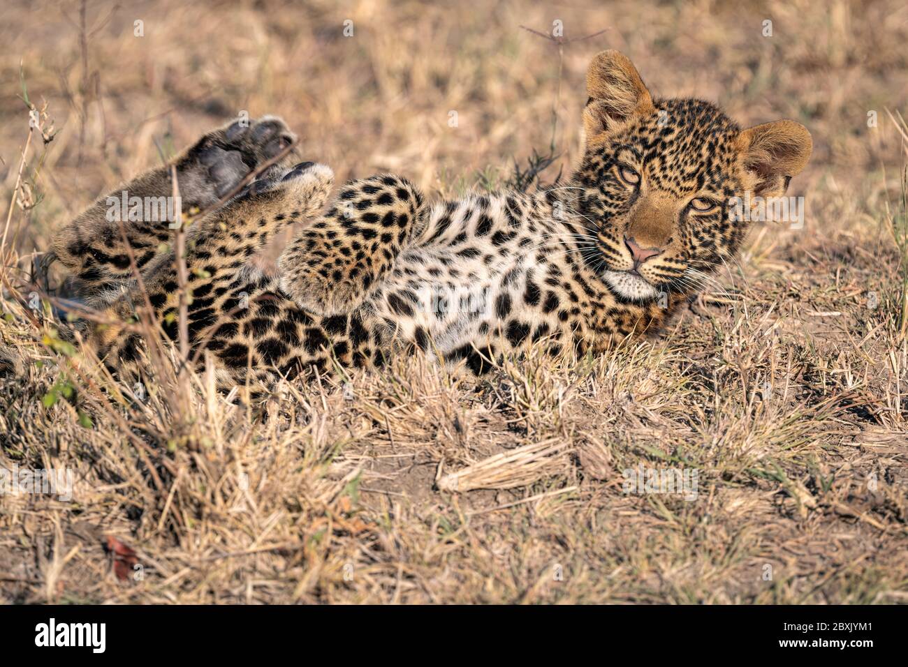 Leopard paws close up hi-res stock photography and images - Alamy