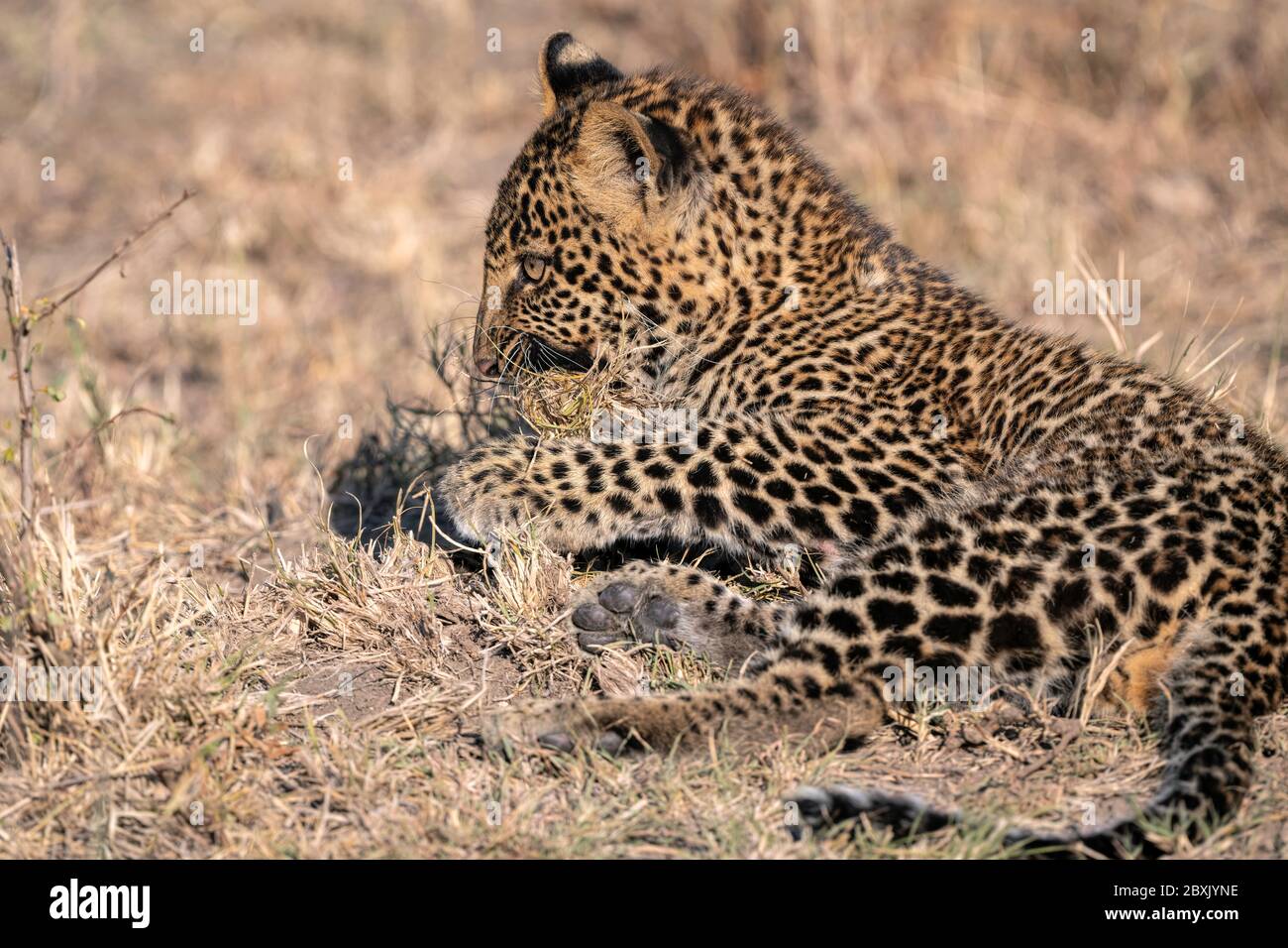 Cute baby leopard cub close up hi-res stock photography and images - Alamy