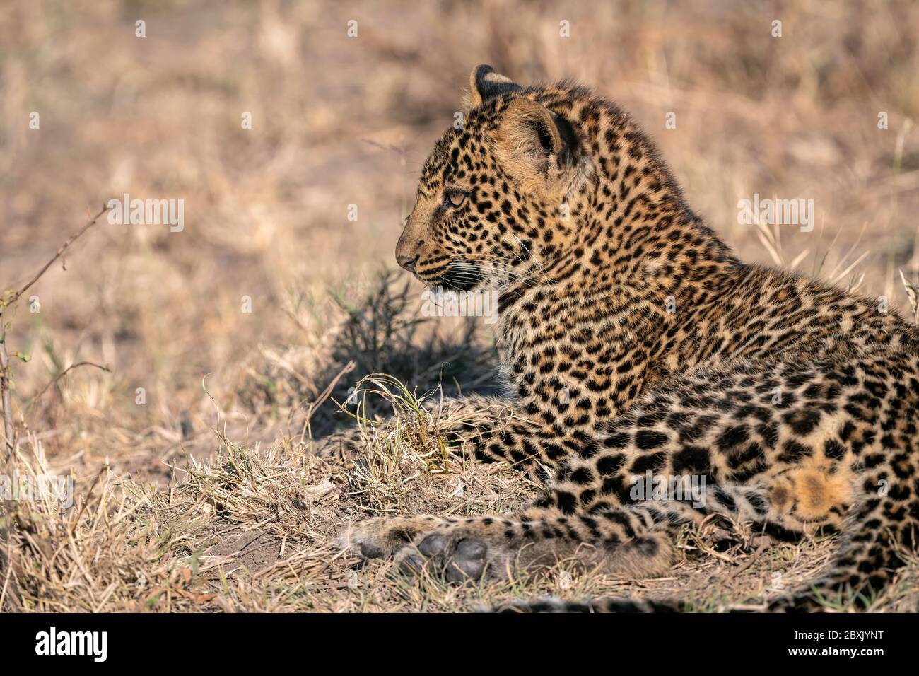 Cute baby leopard cub close up hi-res stock photography and images - Alamy