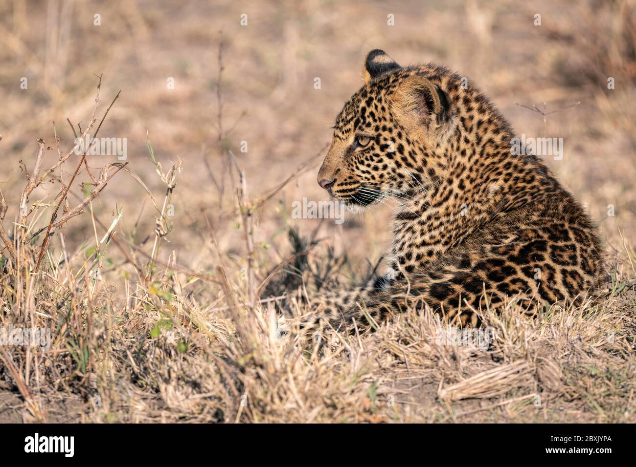 Baby leopard playing hi-res stock photography and images - Alamy